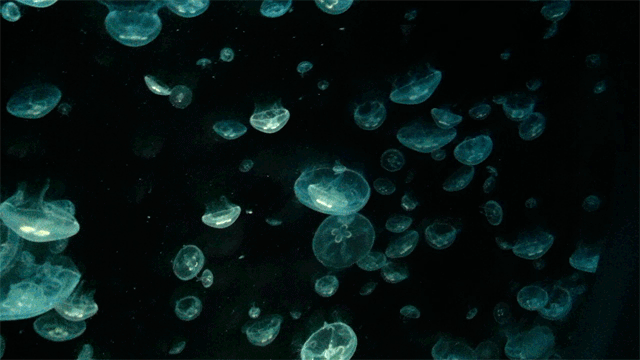 Download Animal Jellyfish Gif
