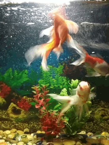 Download Animal Fish Gif
