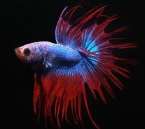 Download Animal Betta Gif