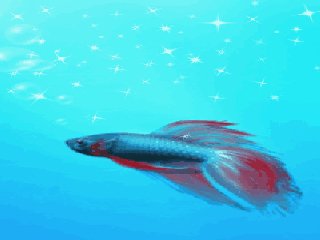 Betta Gifs