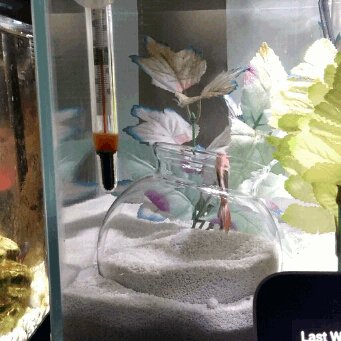 [10+] Betta Gifs