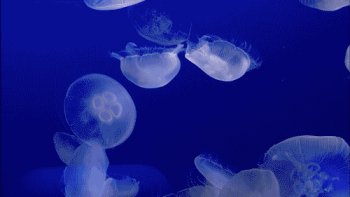 Download Animal Jellyfish Gif