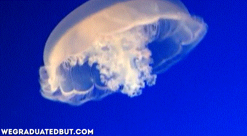 Download Animal Jellyfish Gif