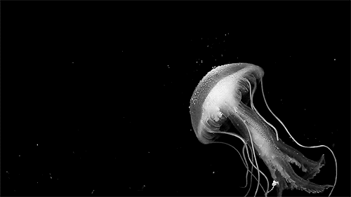 Download Animal Jellyfish Gif - Gif Abyss