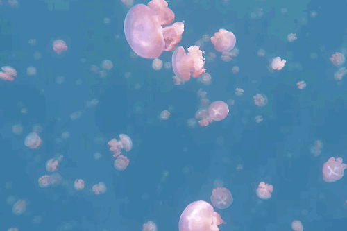 Download Animal Jellyfish Gif