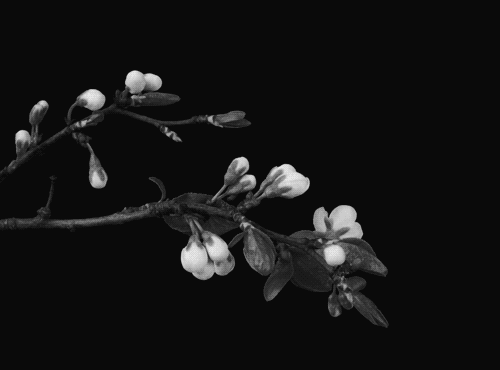 Download Nature Flower Branch Black & White Blossom Gif