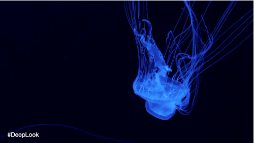 Download Animal Jellyfish Gif
