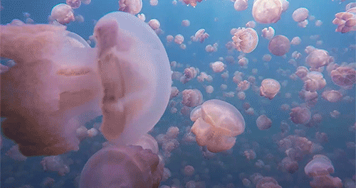 Download Animal Jellyfish Gif