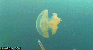 Download Animal Jellyfish Gif - Gif Abyss