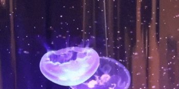 Download Animal Jellyfish Gif