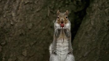Squirrel Gifs