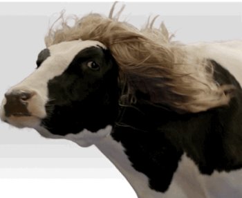 Cow Gifs