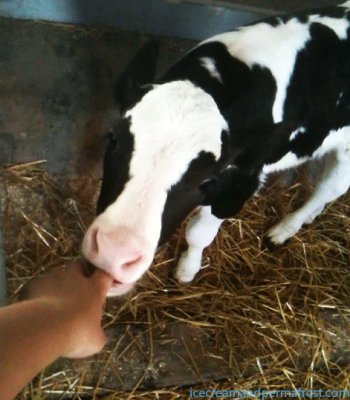 Download Animal Cow Gif