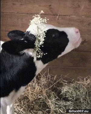 Download Animal Cow Gif - Gif Abyss