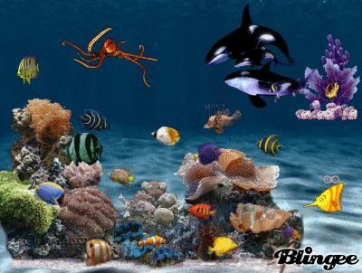 Download Nature Great Barrier Reef Gif