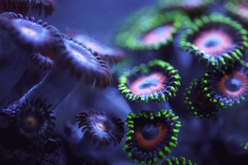 Download Animal Sea Anemone Gif