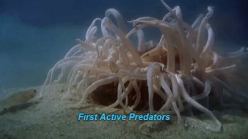 Download Animal Sea Anemone Gif - Gif Abyss