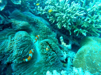 Download Animal Sea Anemone Gif