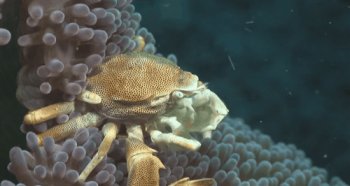 Download Animal Sea Anemone Gif