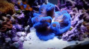 Download Animal Sea Anemone Gif