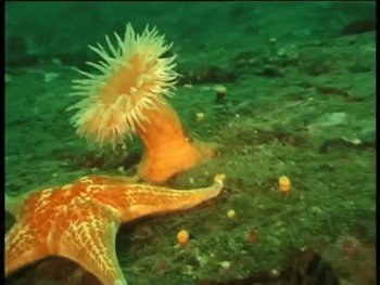 Download Animal Sea Anemone Gif
