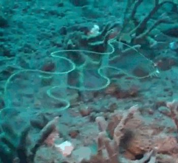 Coral Reef Gifs