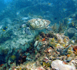 Download Nature Great Barrier Reef Gif