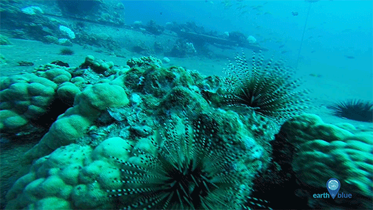 Download Nature Great Barrier Reef Gif