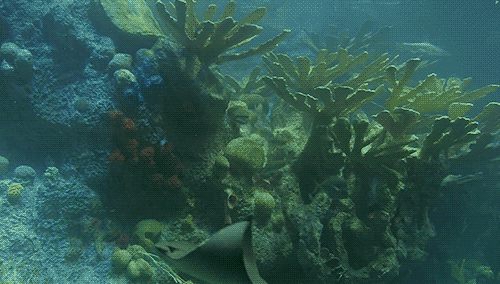 Download Nature Great Barrier Reef Gif - Gif Abyss
