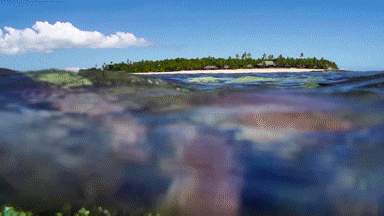 Great Barrier Reef Gif - Gif Abyss