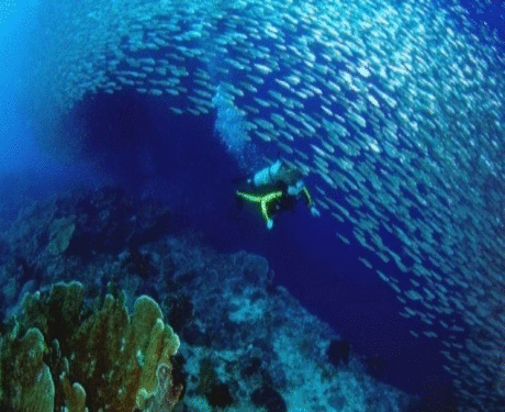Download Animal Fish Gif - Gif Abyss