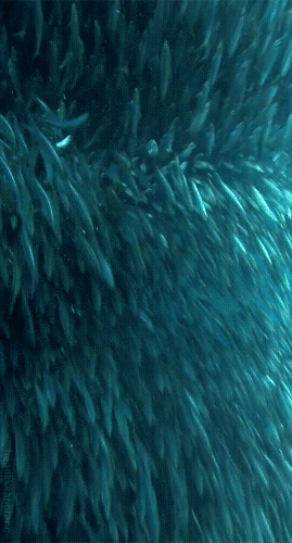 Download Animal Fish Gif