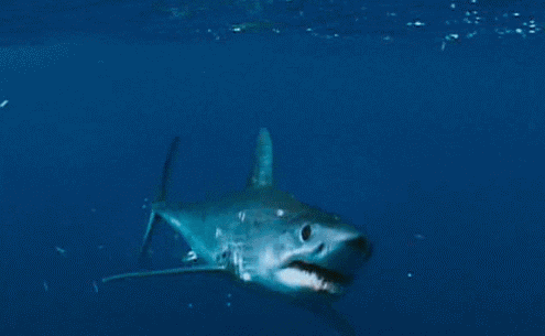 Shark Gif - Gif Abyss