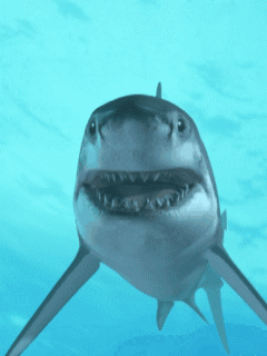 Download Animal Shark Gif