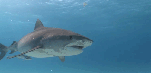 Shark Gif - Gif Abyss