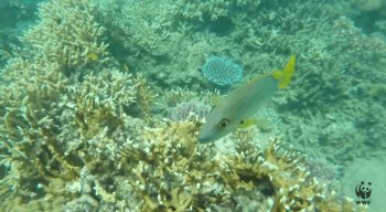 Download Nature Great Barrier Reef Gif