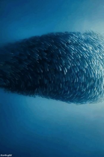 Download Animal Fish Gif