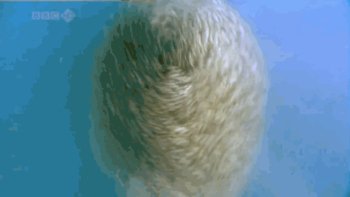 Download Animal Fish Gif