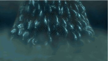 [20+] Finding Nemo Gifs