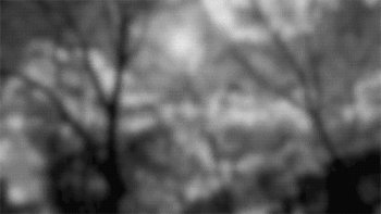 Download Nature Tree Forest Gif