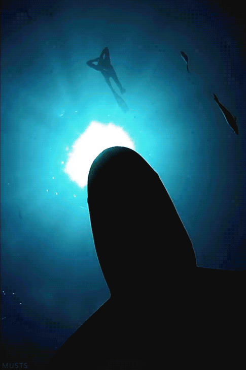 Download Animal Shark Gif - Gif Abyss