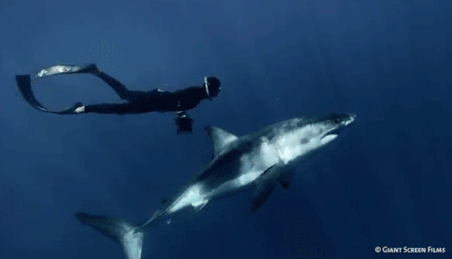 Download Animal Shark Gif - Gif Abyss