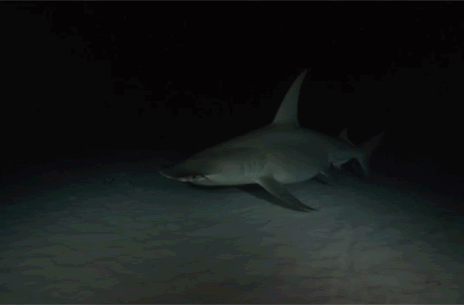 Shark Gif - Gif Abyss