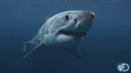 Download Animal Shark Gif