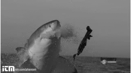 Shark Gif - Gif Abyss
