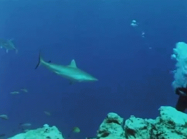 Shark Gif - Gif Abyss