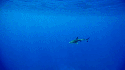 Download Animal Shark Gif
