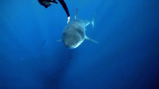 Download Animal Shark Gif