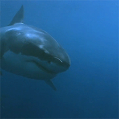 Download Animal Shark Gif - Gif Abyss