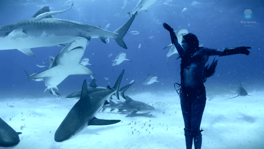 Shark Gif - Gif Abyss